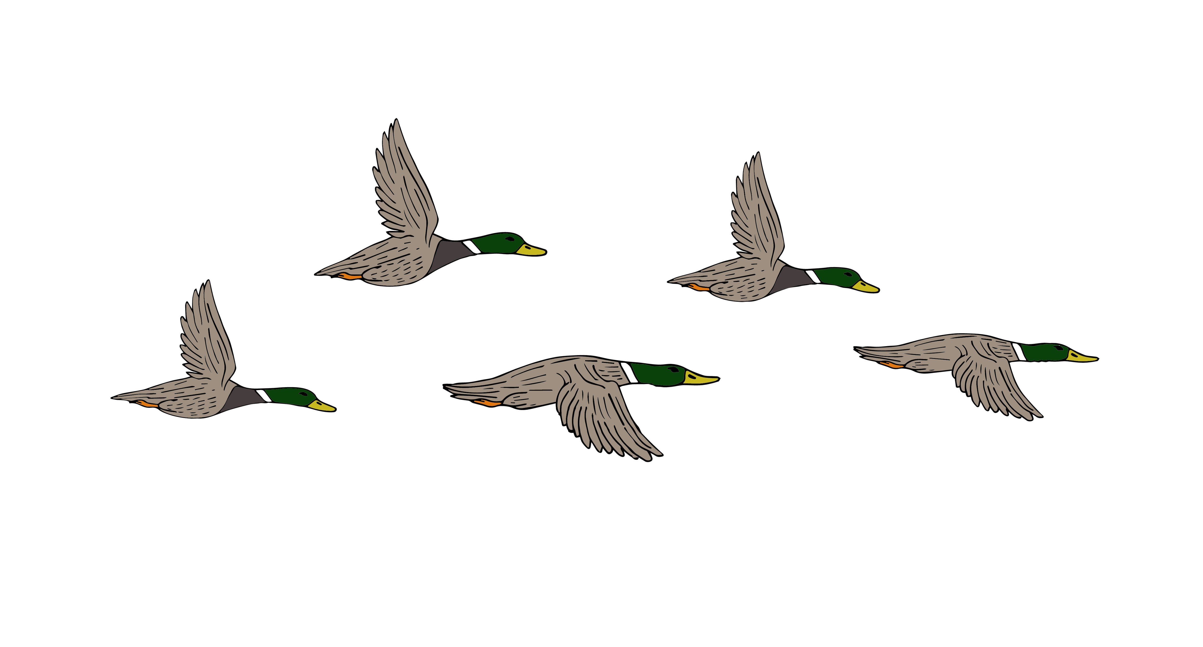 About The Country Duck Co